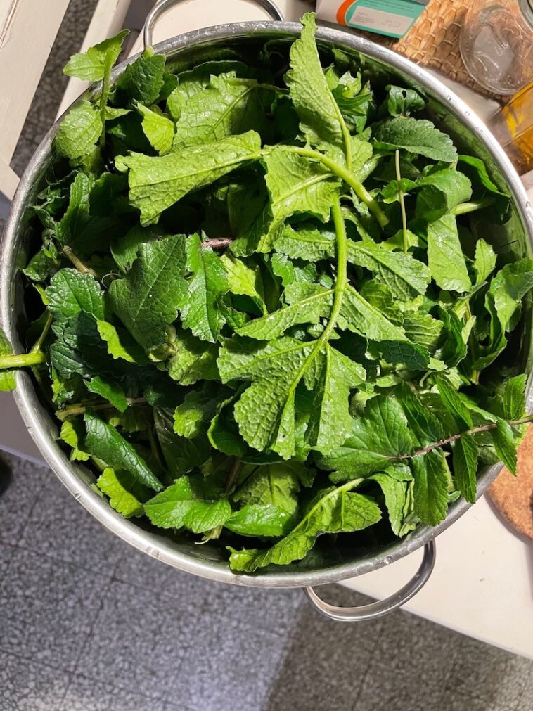 Recept: penne met wilde radijs - Dit is Italië