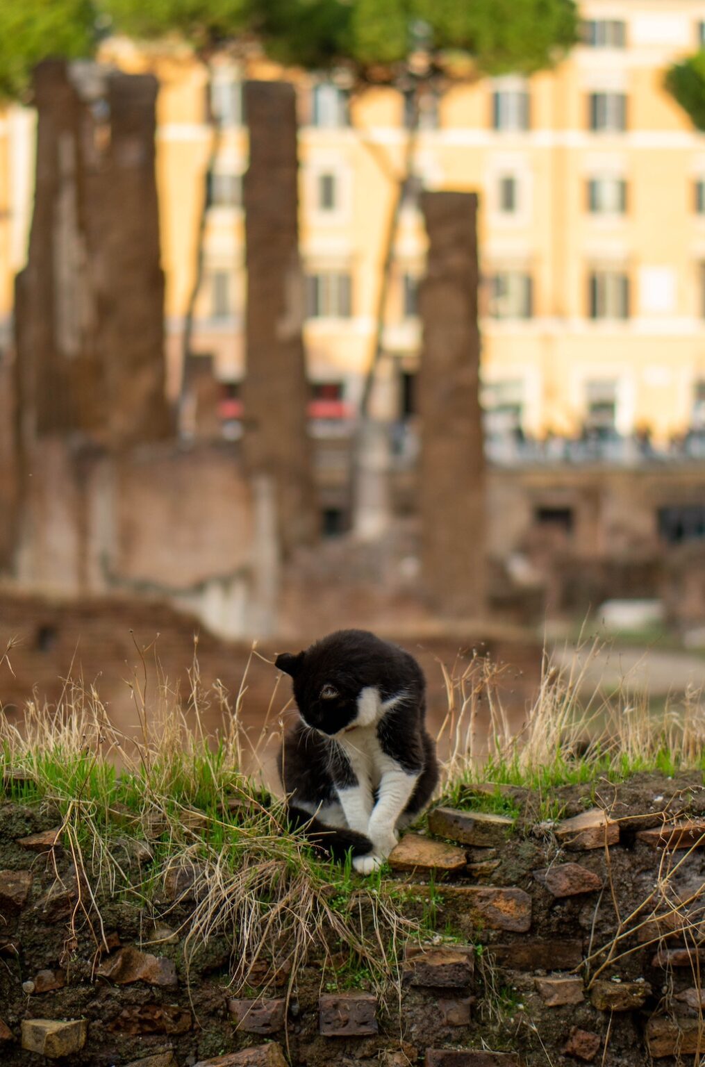Italy's remarkable love for its cats - This is Italy